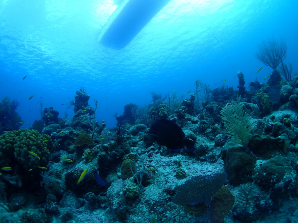 Grand Turk Diving - Blue Water Divers